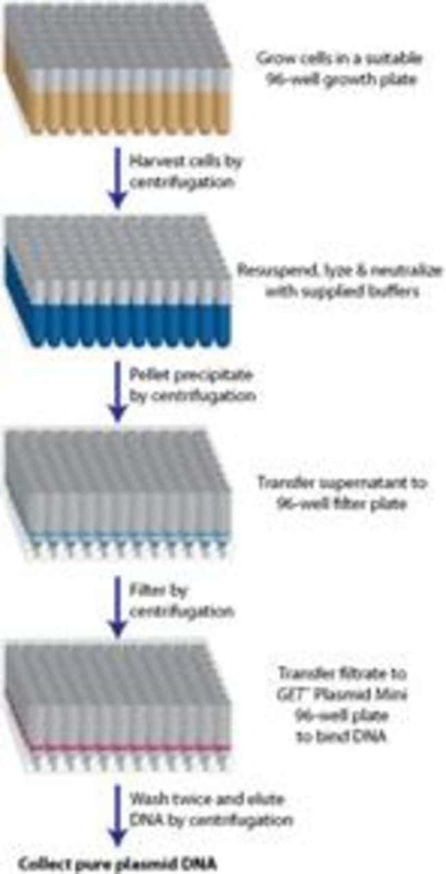 G-Biosciences GET PLASMID DNA 96-WELL, 4 X 96-WELL PLATES, Quantity ...