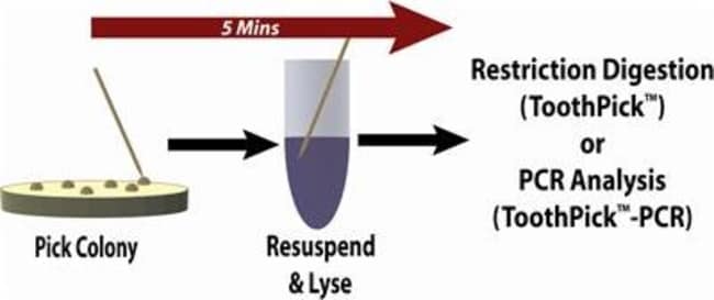 G-Biosciences PLASMID SCREENING TOOTHPICK , 300 PREPS, Quantity: Each ...