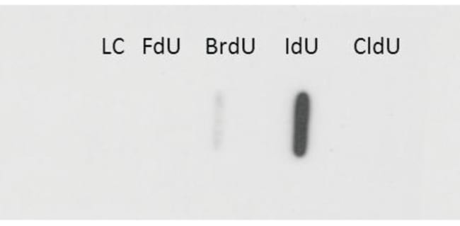 Sigma Aldrich Fine Chemicals Biosciences Monoclonal Anti-IdU antibody ...