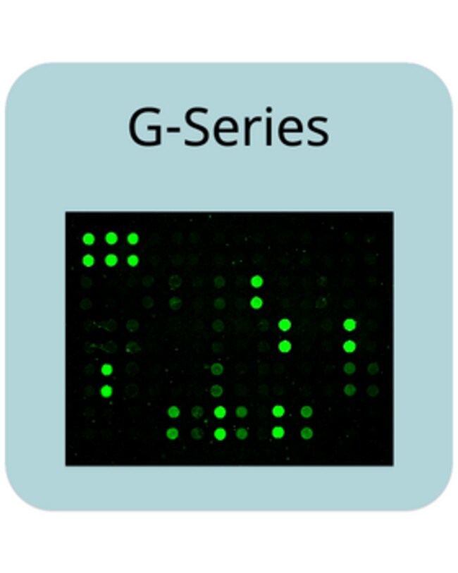 Raybiotech Inc Rapid Mouse Ig Isotyping Array 1, Quantity: Each of 1 ...