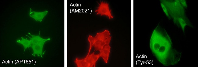 ECM Bioscience Actin Phospho-Regulation Immunocytochemistry Kit, ECM ...