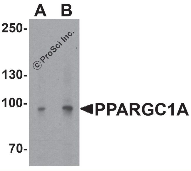 Prosci Incorp PPARGC1A Antibody, Rabbit Polyclonal | Fisher Scientific