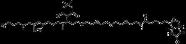 Click Chemistry Tools Next generation cleavable biotin probe with ...