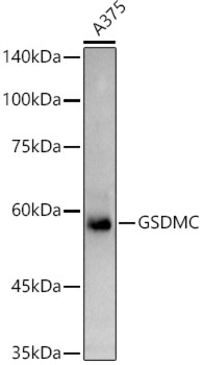 ABclonal Technology GSDMC RABBIT PAB 200UL, Quantity: Each of 1 ...