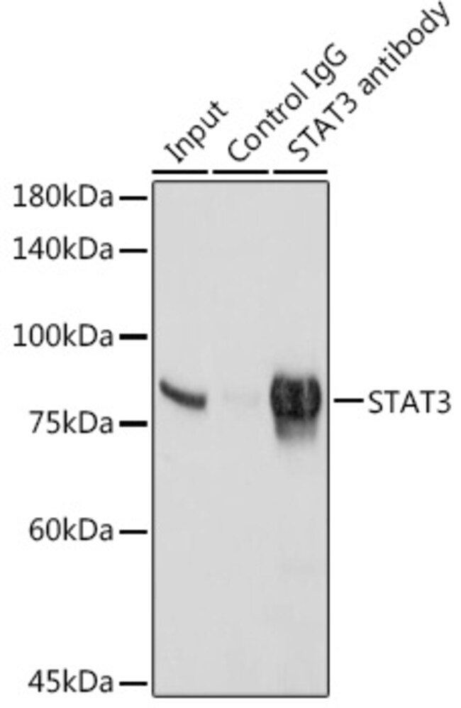 ABclonal Technology [KO Validated] STAT3 Rabbit mAb 100 L, Quantity ...