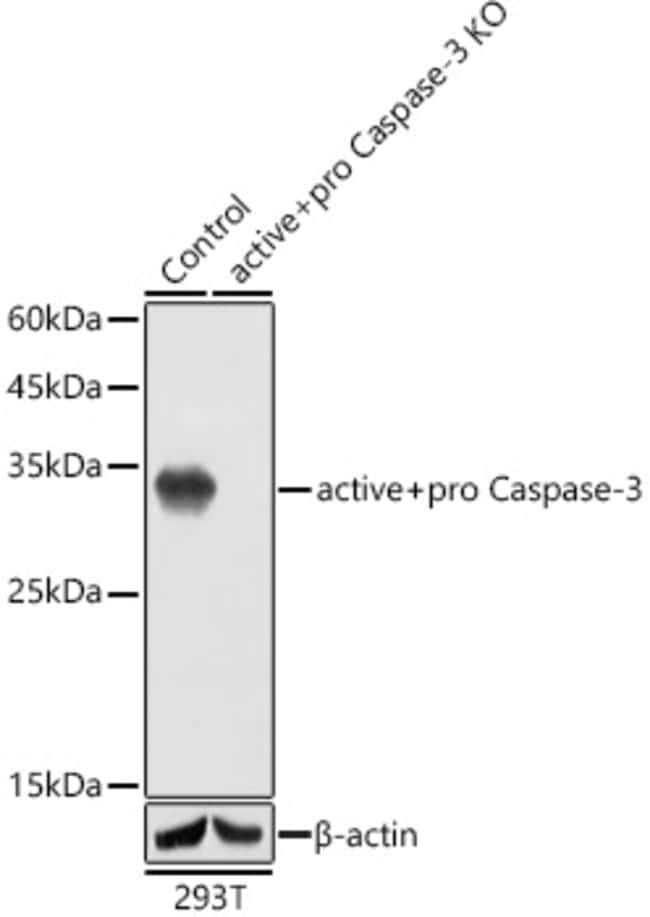ABclonal Technology [KO Validated] active + pro Caspase-3 Rabbit mAb ...