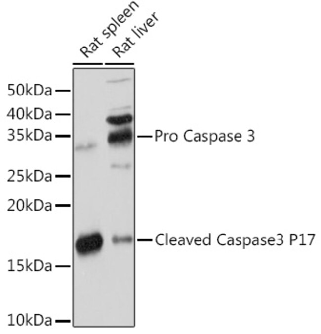 ABclonal Technology [KO Validated] active + pro Caspase-3 Rabbit mAb ...