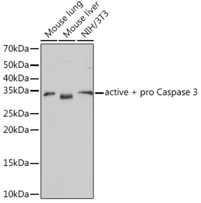 ABclonal Technology [KO Validated] active + pro Caspase-3 Rabbit mAb ...