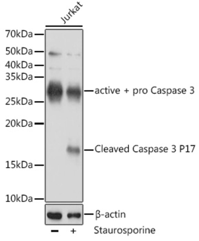 ABclonal Technology [KO Validated] active + pro Caspase-3 Rabbit mAb ...