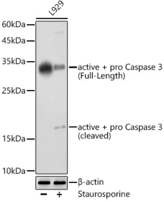 ABclonal Technology [KO Validated] active + pro Caspase-3 Rabbit mAb ...