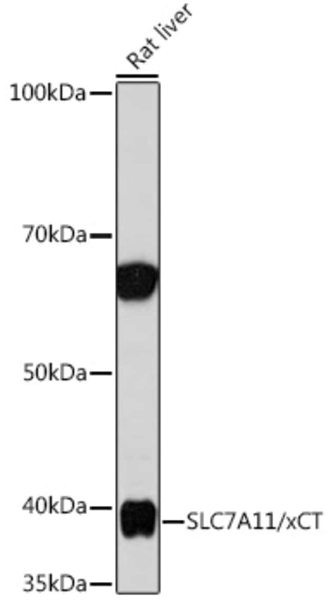 ABclonal Technology SLC7A11/xCT Rabbit mAb 100 L, Quantity: Each of 1 ...