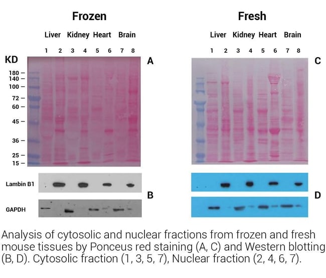 Invent Biotechnologies Inc Minute Cytosolic and Nuclear Extraction Kit ...