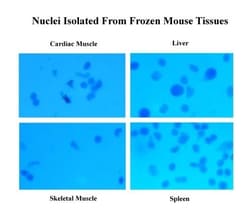 Invent Biotechnologies Inc Minute Single Nucleus Isolation Kit for ...