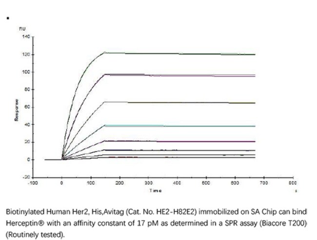 ACROBiosystems Recombinant Protein;Biotinylated Human Her2 / ErbB2 Protein, | Fisher Scientific