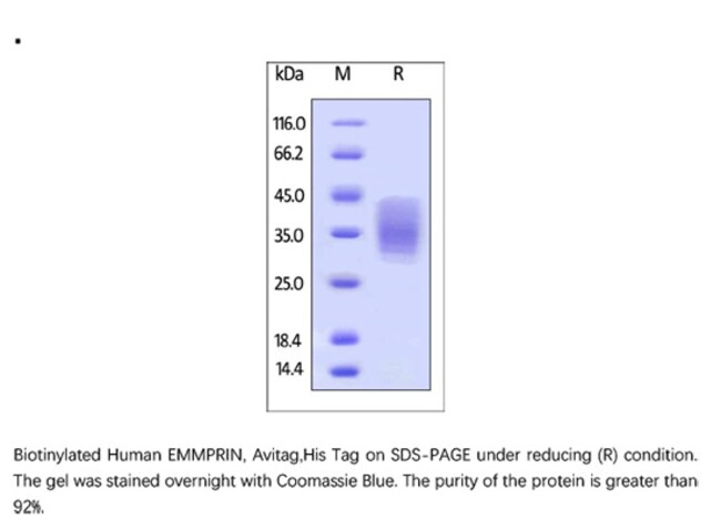 ACROBiosystems Recombinant Protein;Biotinylated Human EMMPRIN / CD147 Protein, | Fisher Scientific