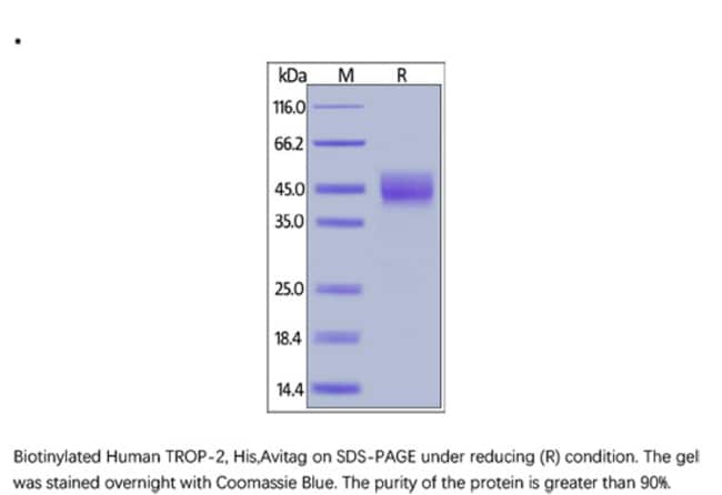ACROBiosystems ACROBiosystems Biotinylated Human TROP-2 / TACSTD2 Protein, | Fisher Scientific