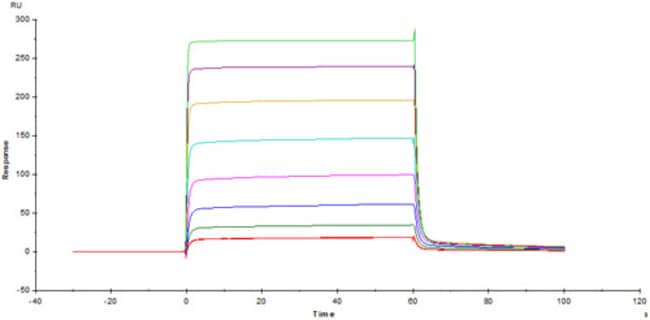 ACROBiosystems Recombinant Protein;Biotinylated Human Fc gamma RIIA / CD32a | Fisher Scientific