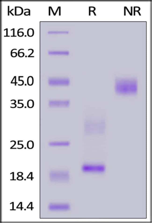 ACROBiosystems ACROBiosystems Rat CD3 epsilon&CD3 delta Heterodimer ...