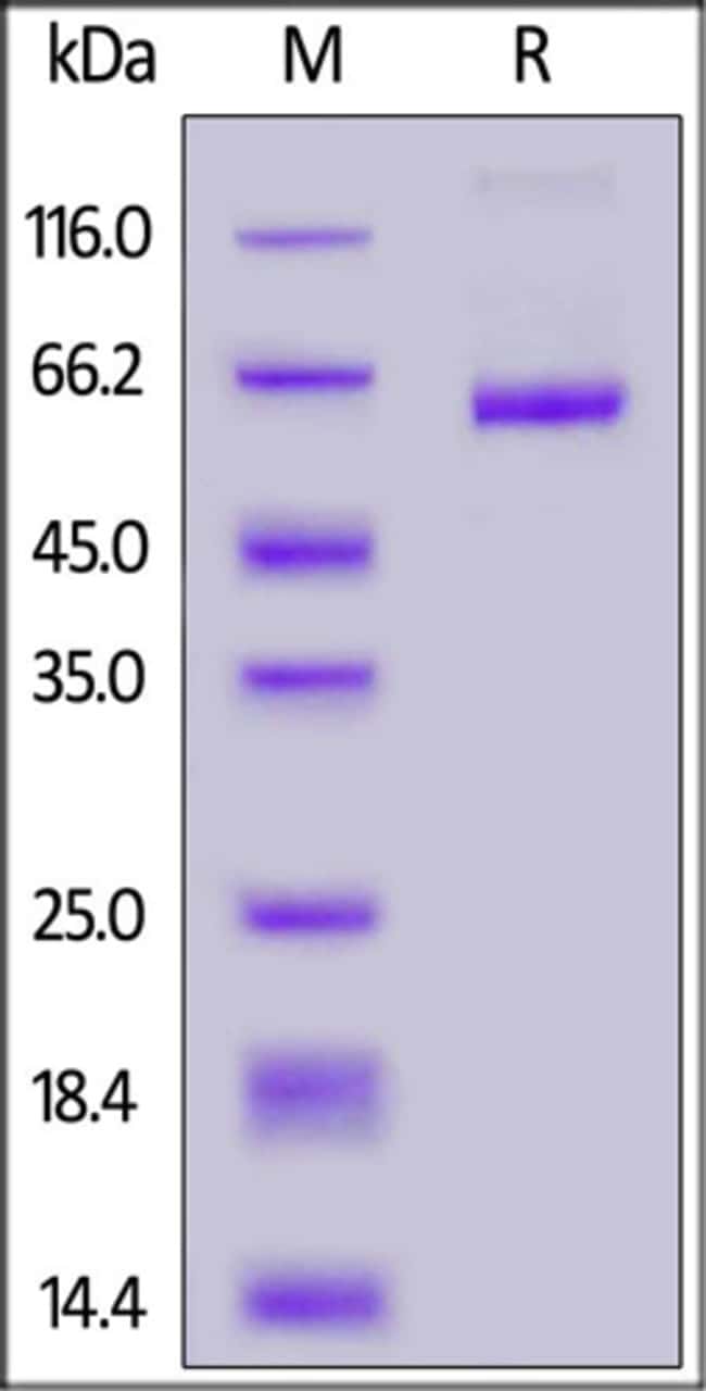 ACROBiosystems ACROBiosystems FITC-Labeled Human DLL3 Protein, Fc Tag ...