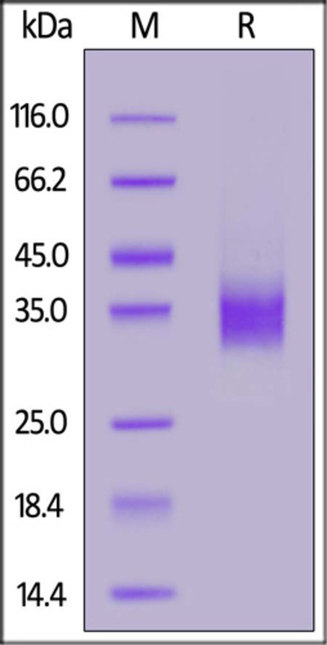 ACROBiosystems FITC-Labeled Human EpCAM / TROP1 Protein, His Tag ... ACROBiosystems FITC-Labeled Human EpCAM / TROP1 Protein, His Tag ...