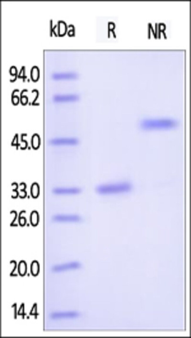 ACROBiosystems ACROBiosystems Human IgG2 Fc Protein, Tag Free (SPR verified), | Fisher Scientific