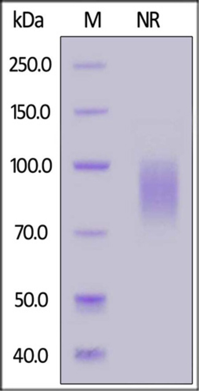 ACROBiosystems FITC-Labeled Human NKG2D / CD314 Protein, Fc Tag ...