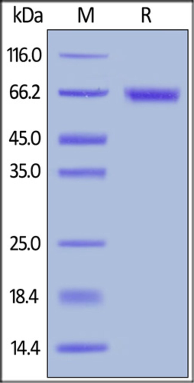 ACROBiosystems ACROBiosystems Biotinylated Human / Cynomolgus / Rhesus | Fisher Scientific