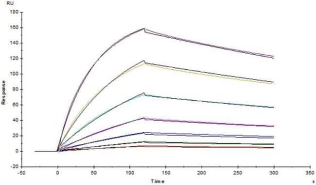 ACROBiosystems Anti-SARS-CoV-2 Spike NTD Antibody, Chimeric mAb, Quantity: | Fisher Scientific