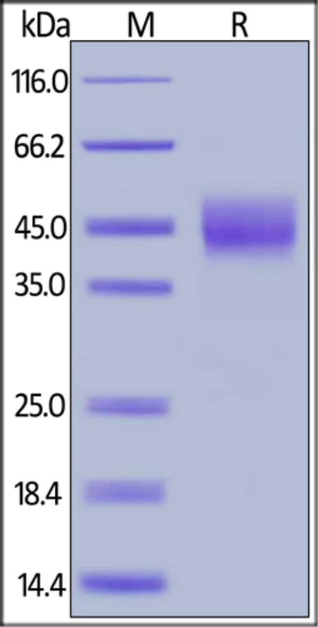 ACROBiosystems ACROBiosystems Biotinylated Human TROP-2 / TACSTD2 Protein, | Fisher Scientific