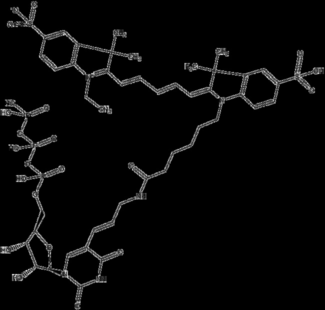 Rna Polymerase Labeled