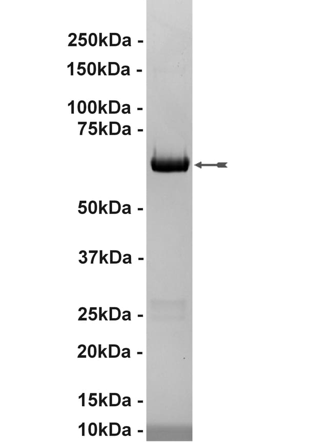 Eurofins DiscoverX MAP Kinase 2/Erk2 Protein, Unactive 50 μg | Buy ...