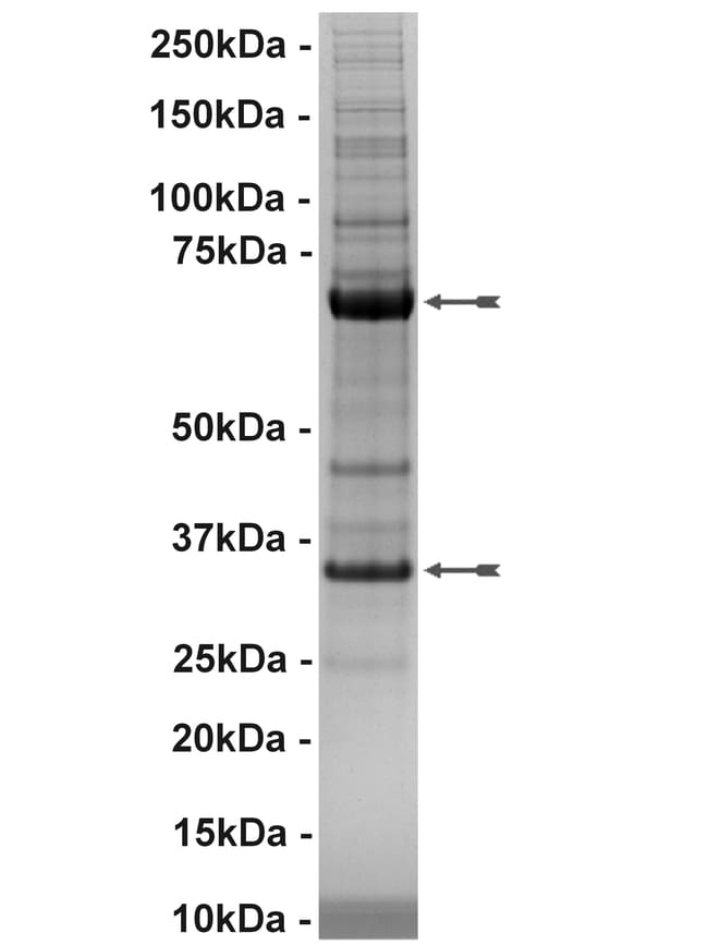 Eurofins DiscoverX Cdk2/Cyclin E Protein, Active Quantity: 10 μg ...