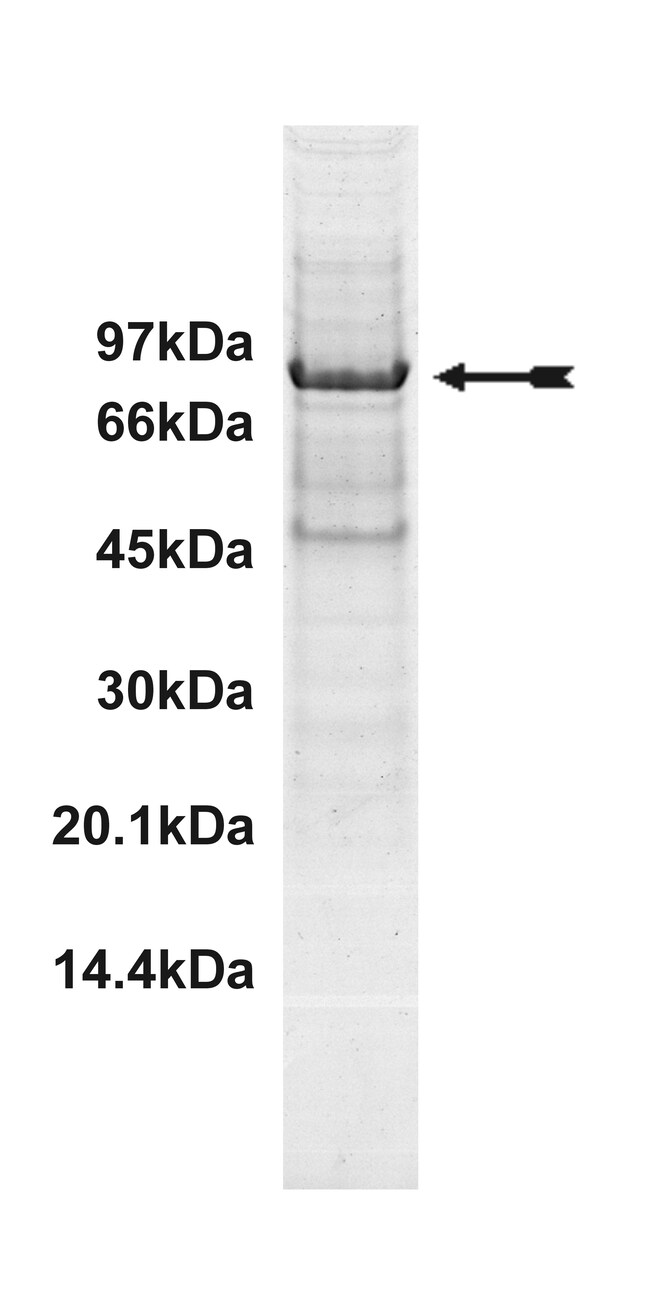 Eurofins DiscoverX PKC η Protein, Active: Proteínas A-Z Proteínas ...