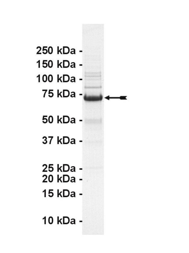 Eurofins DiscoverX MYLK2 Protein, Active Quantity: 10 μg:Proteínas ...