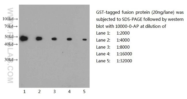 GST Tag Rabbit anti-Tag, Polyclonal, Proteintech 150 μL; Unconjugated ...