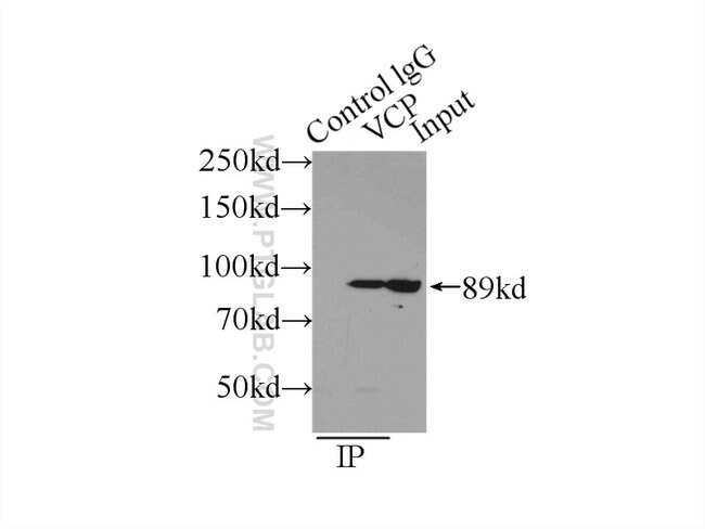 VCP Rabbit anti-Human, Mouse, Rat, Polyclonal, Proteintech:Antibodies ...