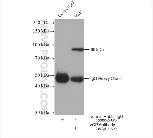 VCP Rabbit anti-Human, Mouse, Rat, Polyclonal, Proteintech:Antibodies ...