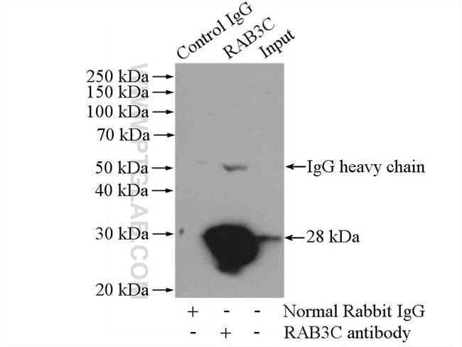 RAB3C Rabbit anti-Human, Mouse, Polyclonal, Proteintech:Antibodies ...