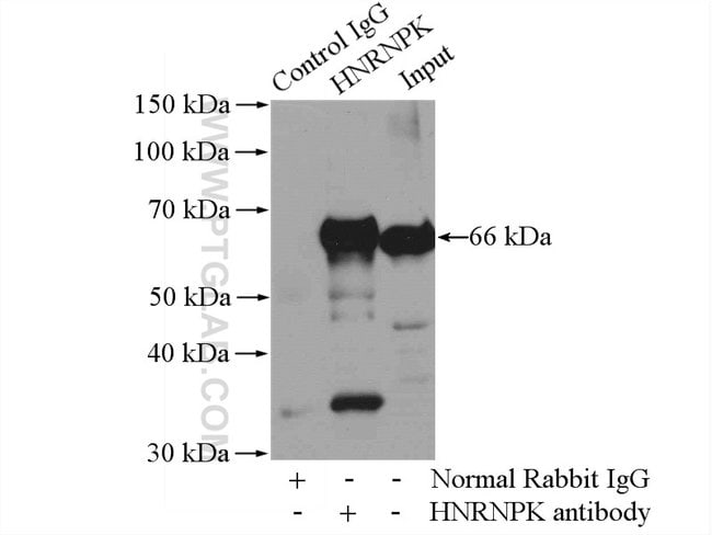 HNRNPK Rabbit anti-Human, Mouse, Rat, Polyclonal, Proteintech 150 μL; | Fisher Scientific