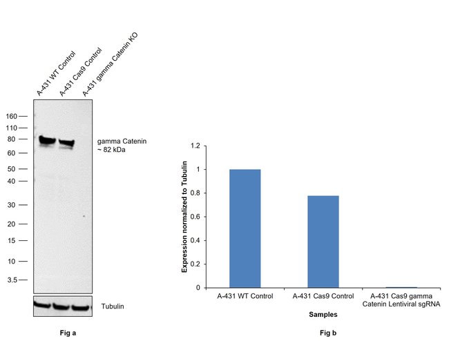 gamma Catenin Monoclonal Antibody (PG-11E4), Invitrogen 100 μg ...