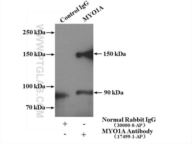 MYO1A Rabbit anti-Human, Mouse, Rat, Polyclonal, Proteintech 20 μL ...