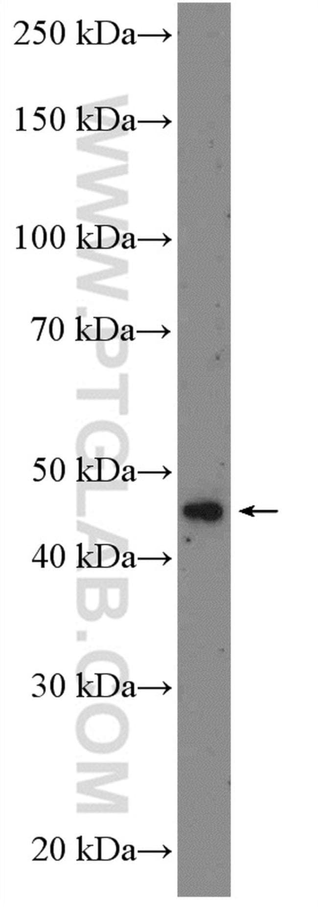 BRAP Rabbit anti-Human, Polyclonal, Proteintech:Antibodies:Primary ...