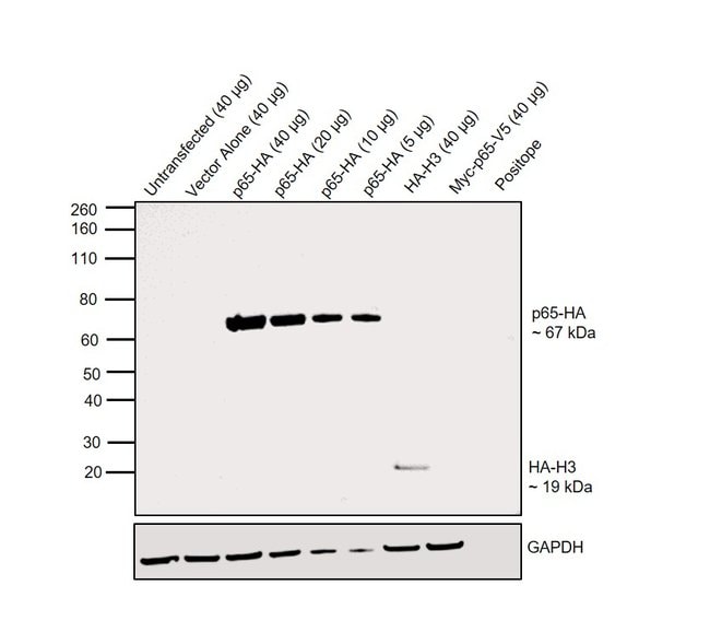 Invitrogen HA Tag Monoclonal Antibody (2-2.2.14), DyLight 550 50 μL ...