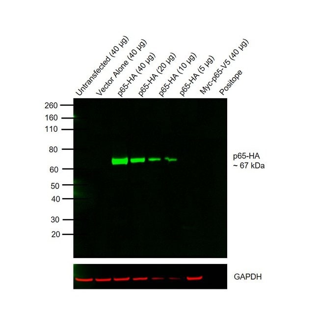 Invitrogen HA Tag Monoclonal Antibody (2-2.2.14), DyLight 680 50 μL ...