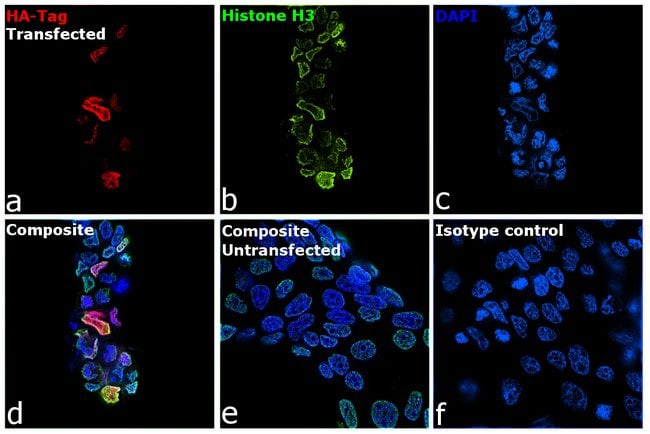 HA Tag Monoclonal Antibody (2-2.2.14), Alexa Fluor 647, Invitrogen 50 ...