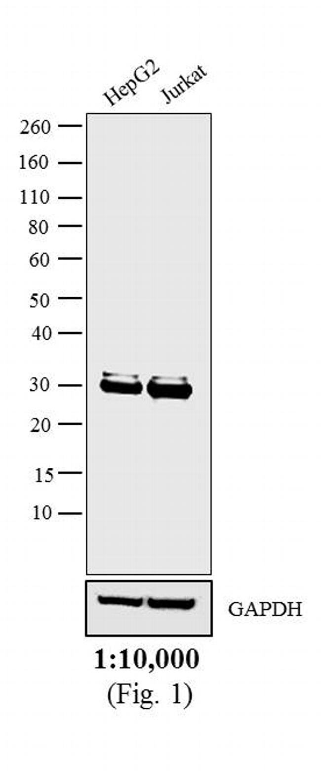 Goat anti-Rabbit IgG (H+L) Poly-HRP, HRP, Polyclonal, Secondary Antibody,