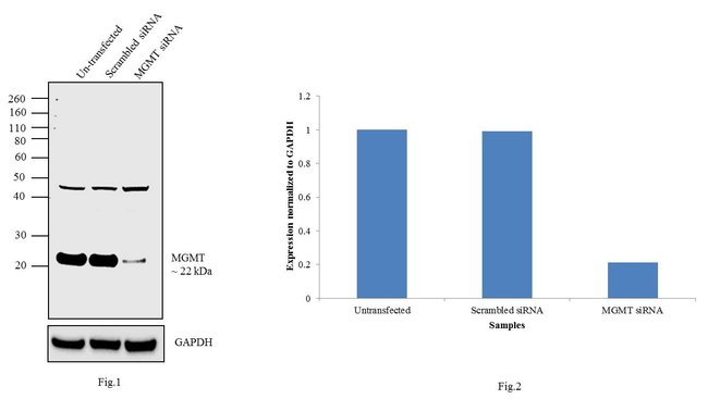MGMT Monoclonal Antibody (MT23.2), Invitrogen 100 μg; Unconjugated ...