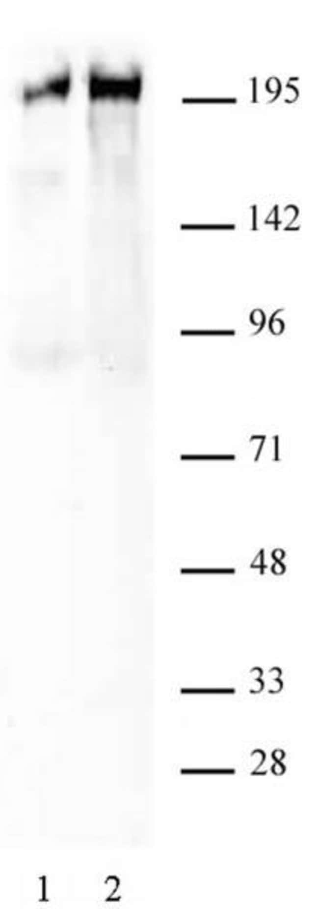 Phospho-RNA pol II CTD (Ser5) Rabbit anti-Human, Mouse, Unconjugated ... Phospho-RNA pol II CTD (Ser5) Rabbit anti-Human, Mouse, Unconjugated ...