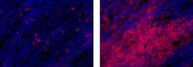 Invitrogen Rat IgG1 kappa Isotype Control (eBRG1), eFluor 615 ...