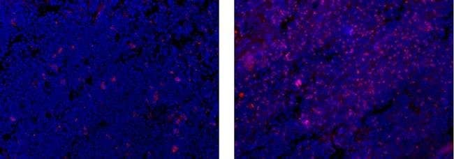 Invitrogen Rat IgG1 kappa Isotype Control (eBRG1), eFluor 615 ...